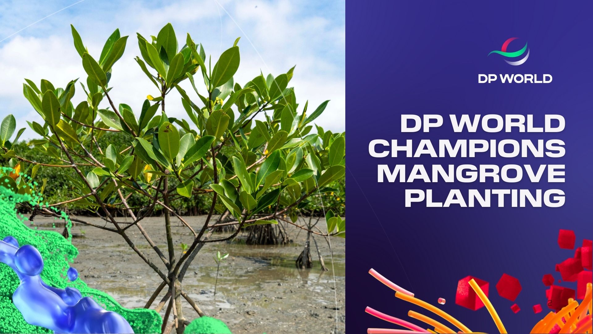 Championing Mangrove Conservation | DP World’s Ecological Initiatives | News | DP World USA