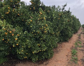 2. Fruit is packaged